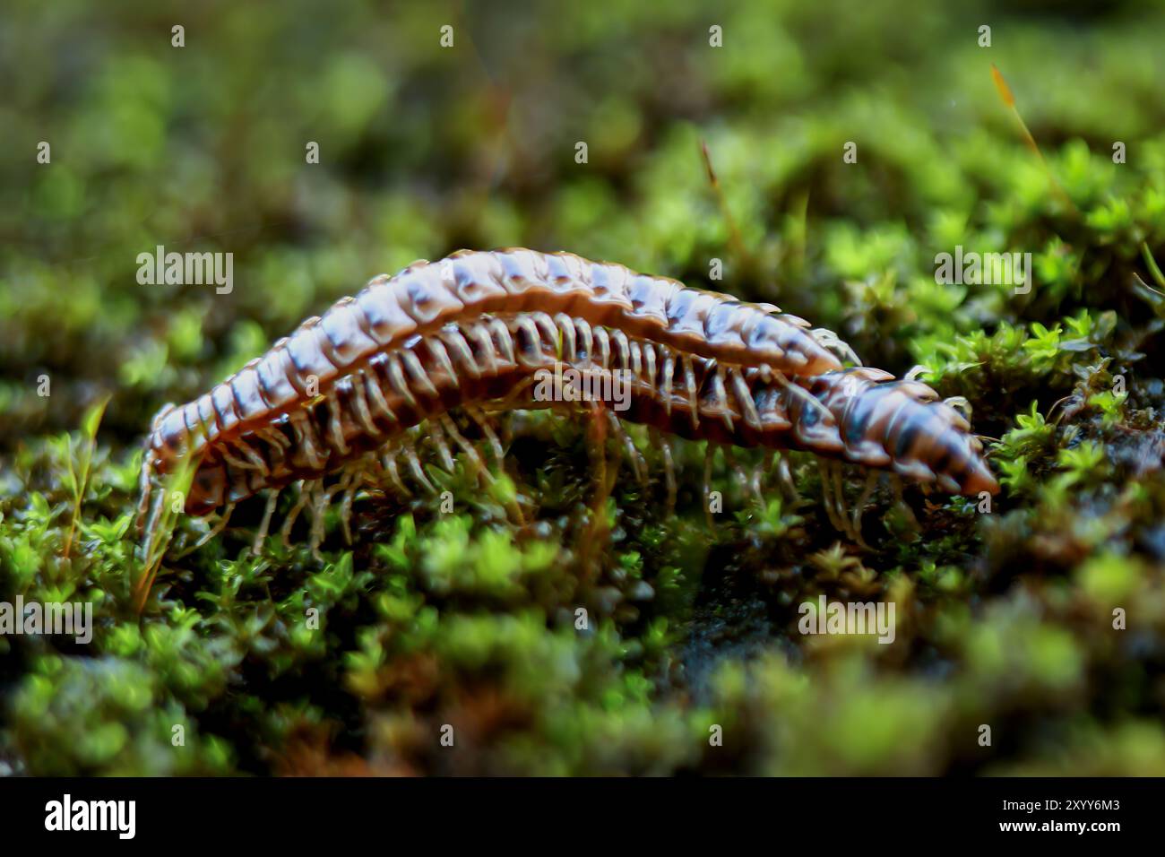 Macro shot of two millipedes mating on a bed of green moss. The ...