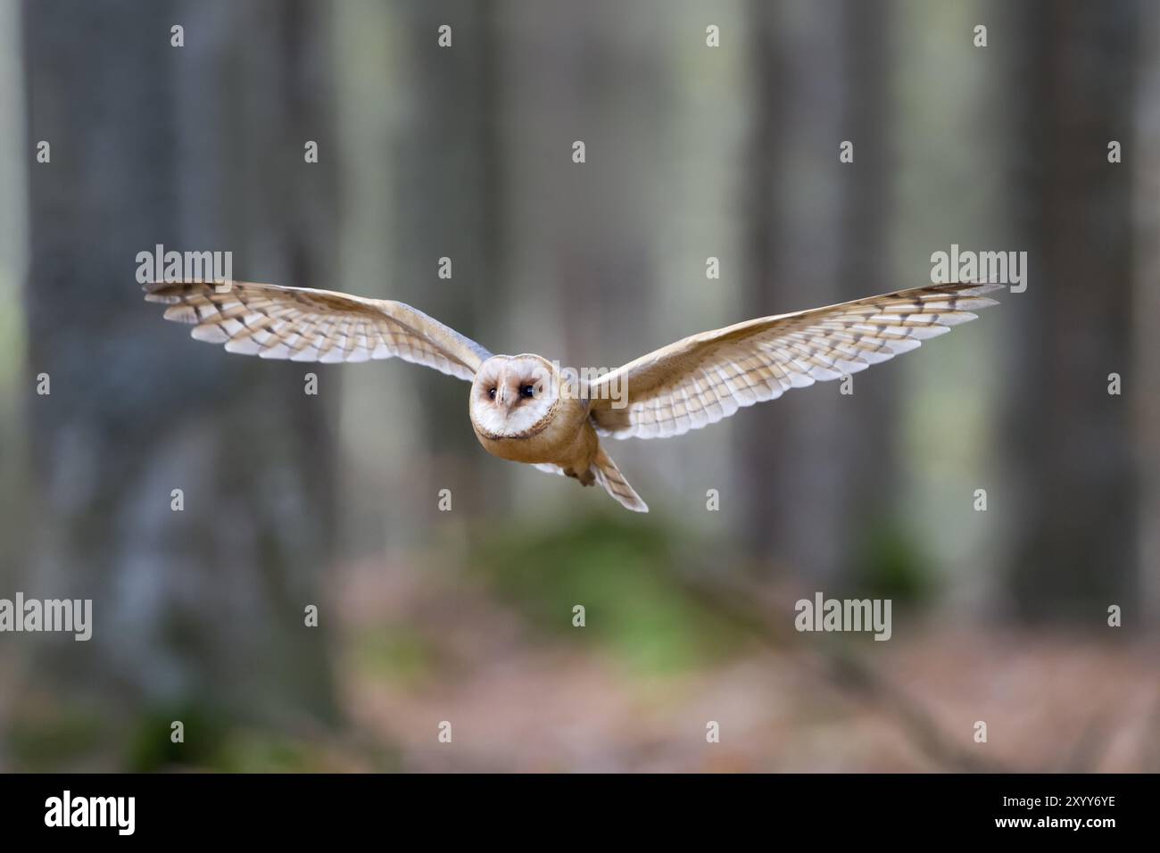 Barn Owl, Tyto alba, Common Barn Owl Stock Photo - Alamy