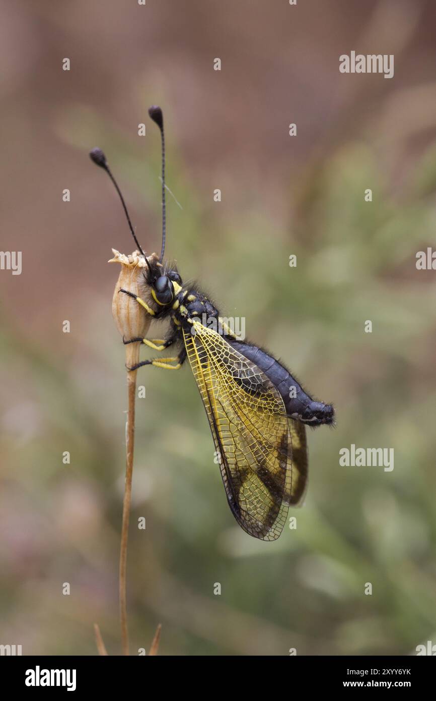 Rhomboides hi-res stock photography and images - Alamy