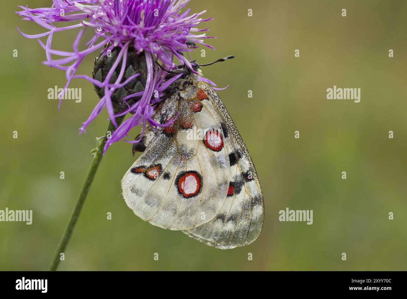Parnassius apollo apollo hi-res stock photography and images - Alamy