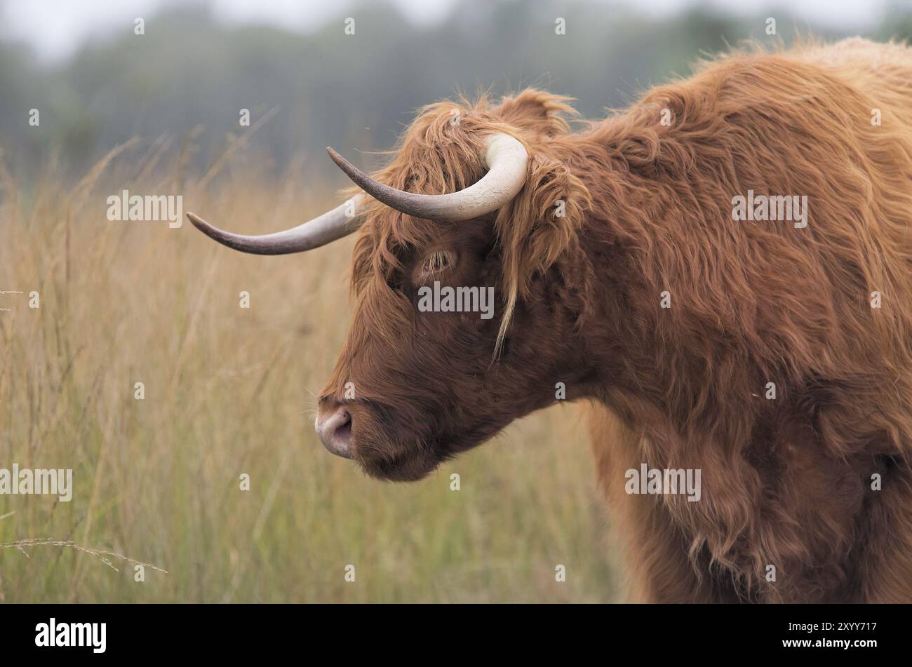Scottish Highland cow in a nature reserve Scottish Highland cattle in a ...