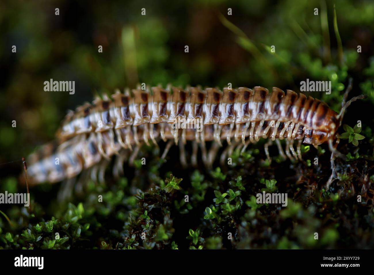 Macro shot of two millipedes mating on a bed of green moss. The ...