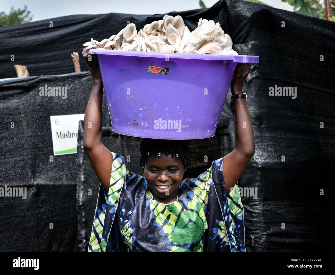 (240831) -- NAIROBI, Aug. 31, 2024 (Xinhua) -- A farmer carries freshly harvested mushrooms out ...
