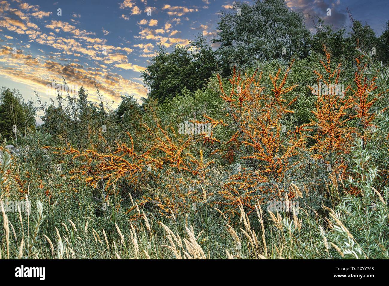 Sea buckthorn bush on the beach transition to the Baltic Sea. Vitamin C ...