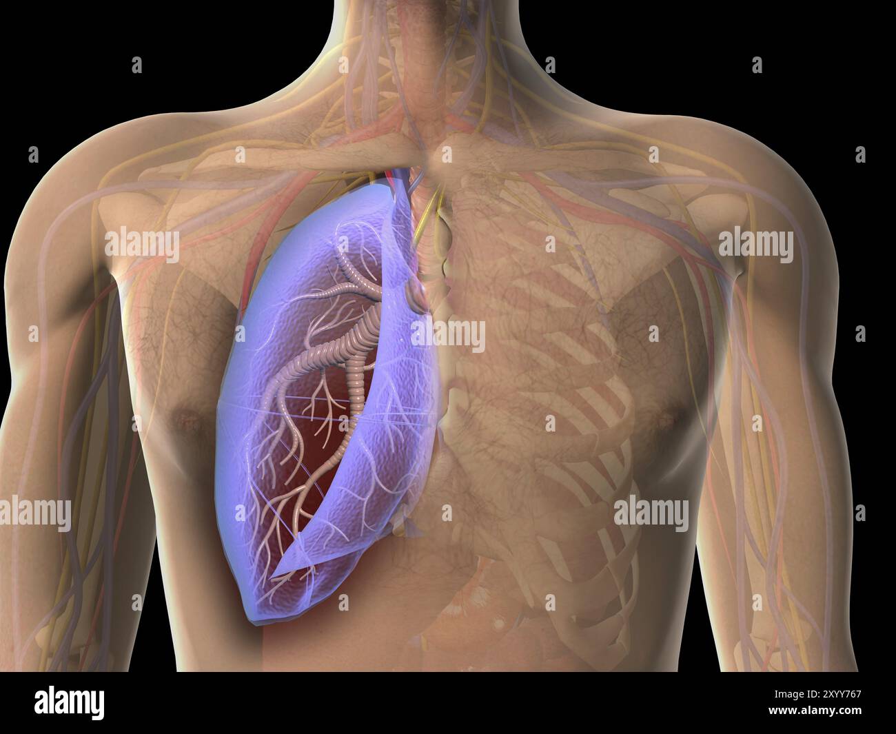 Anatomical representation showing hi-res stock photography and images ...