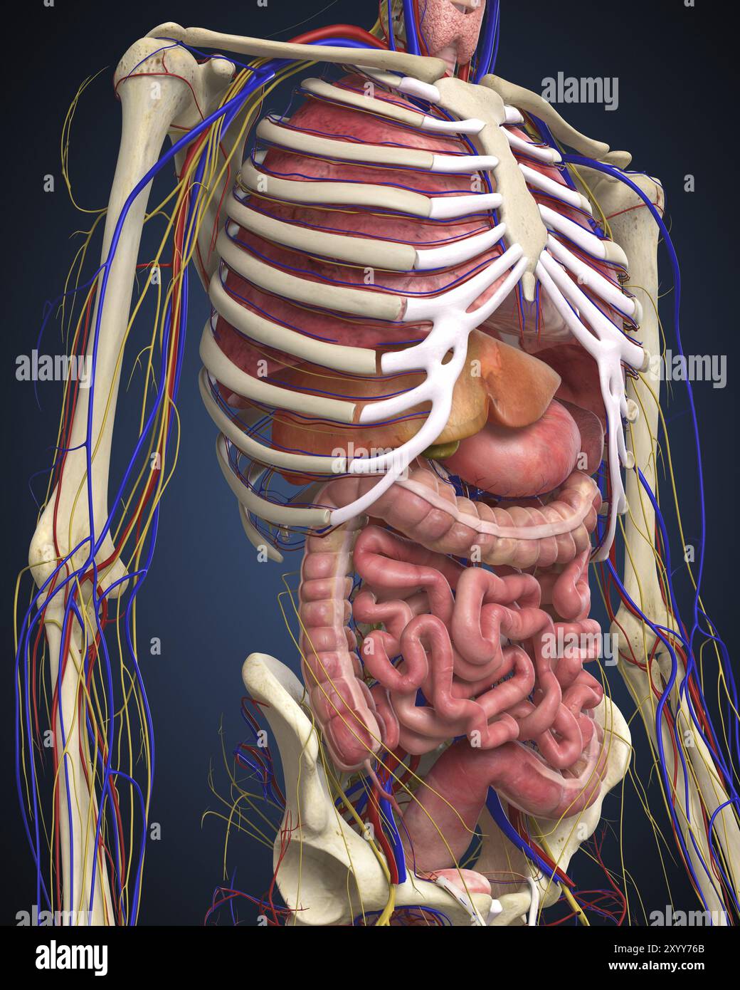 Pelvis internal organs hi-res stock photography and images - Alamy