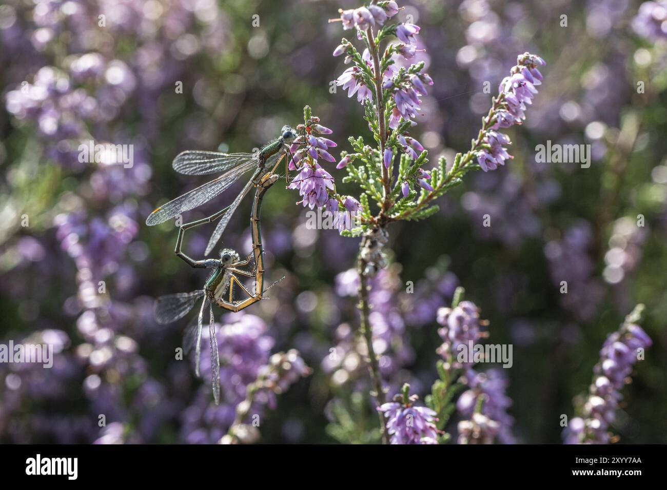 Emerald Damselfly (Lestes viridis), mating wheel, Emsland, Lower Saxony ...