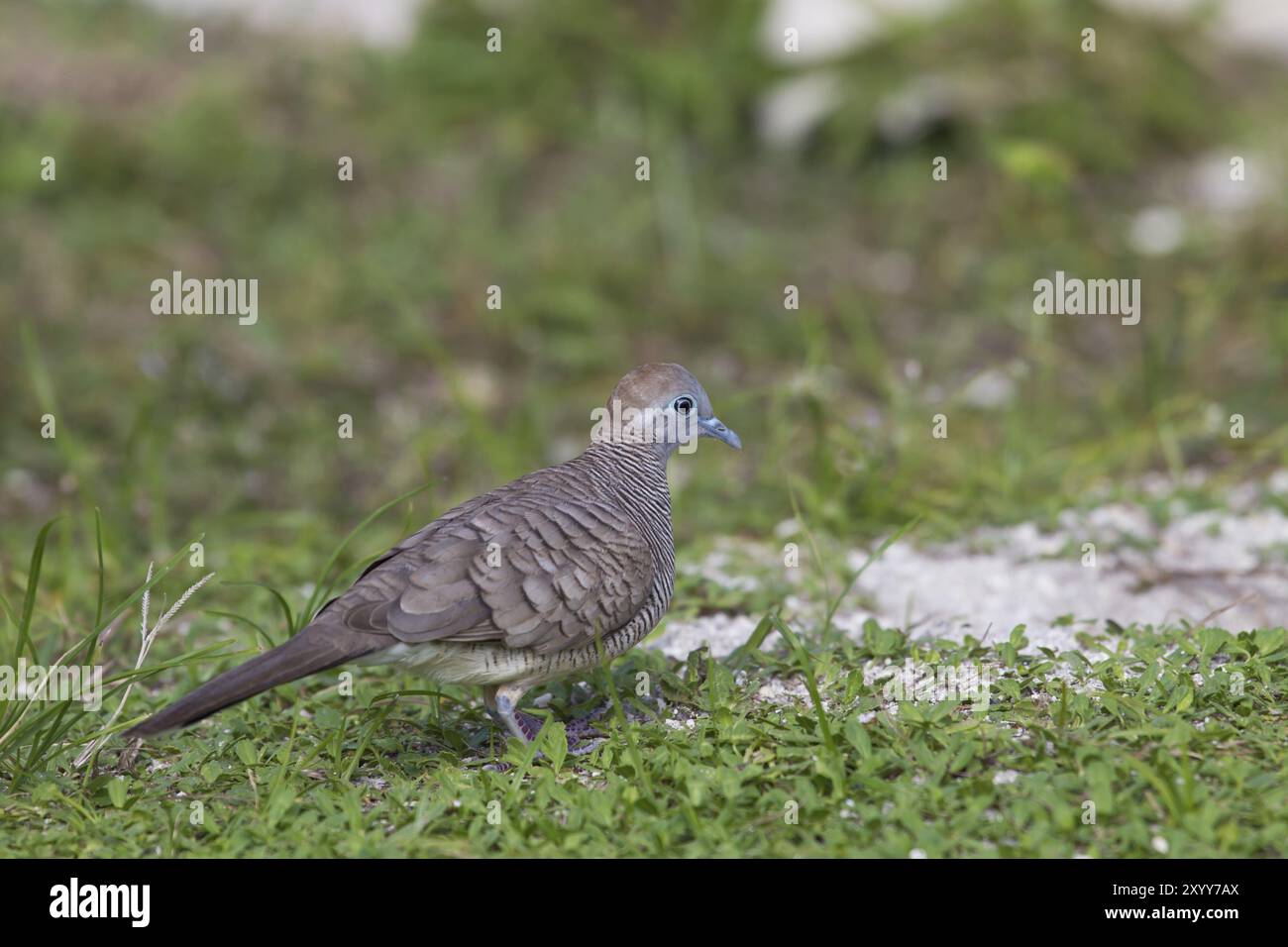 Barred Pigeon, Geopelia striata, zebra dove Stock Photo - Alamy