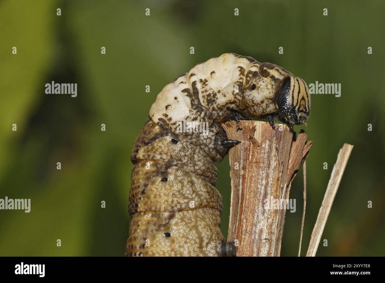 Death's head hawkmoth, caterpillar, Acherontia atropos, Greater death's ...