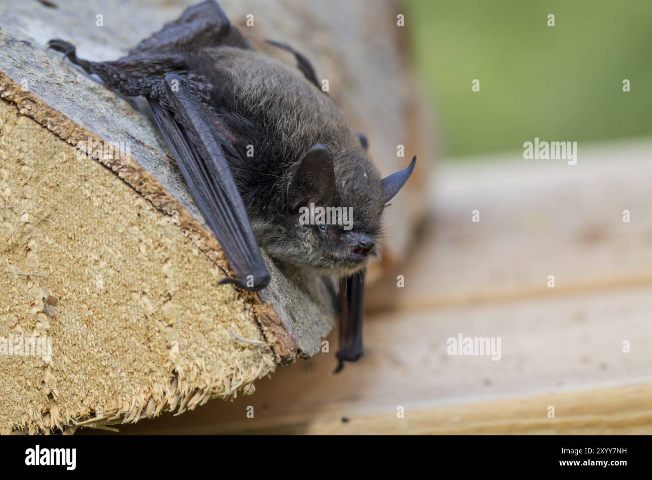 Whiskered bat, Myotis mystacinus Stock Photo - Alamy