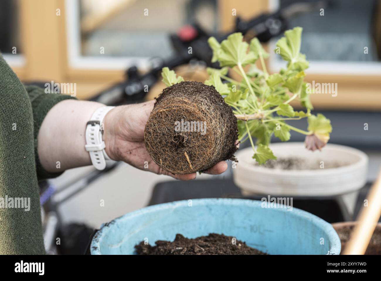 Re-potting a plant with massive root system Stock Photo - Alamy