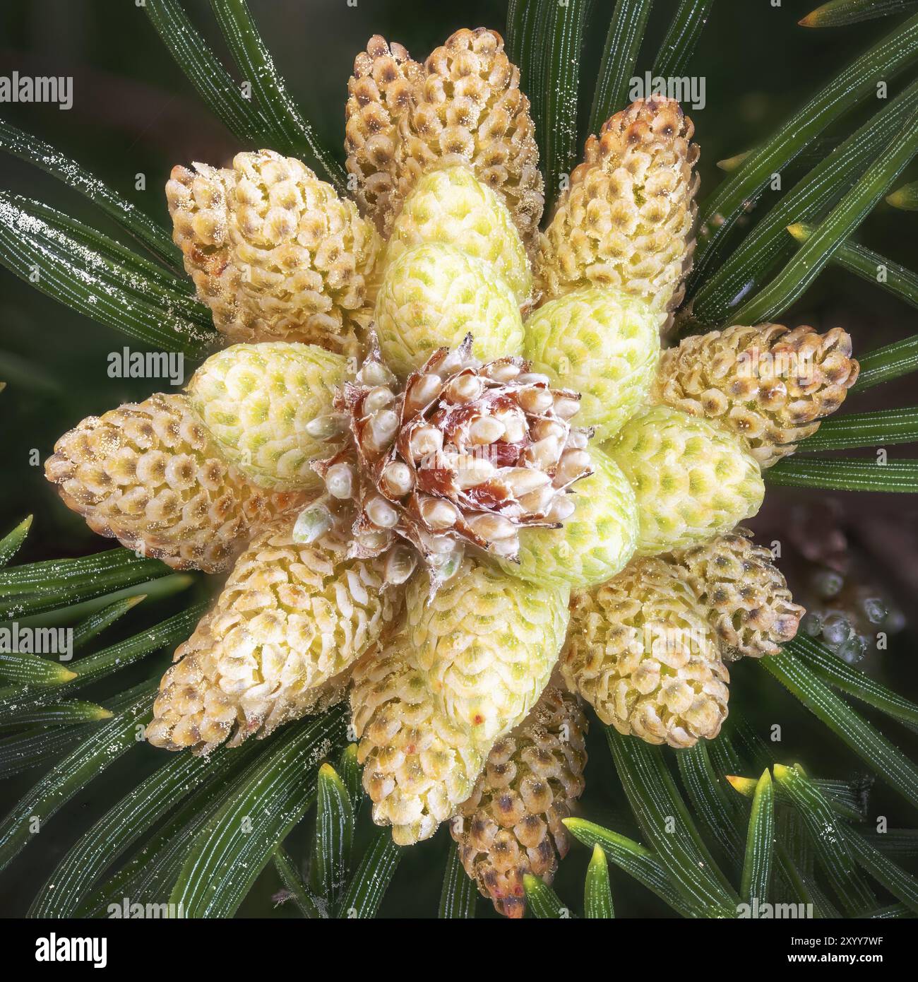 Dwarf japanese stone pine pinus pumila hi-res stock photography and ...