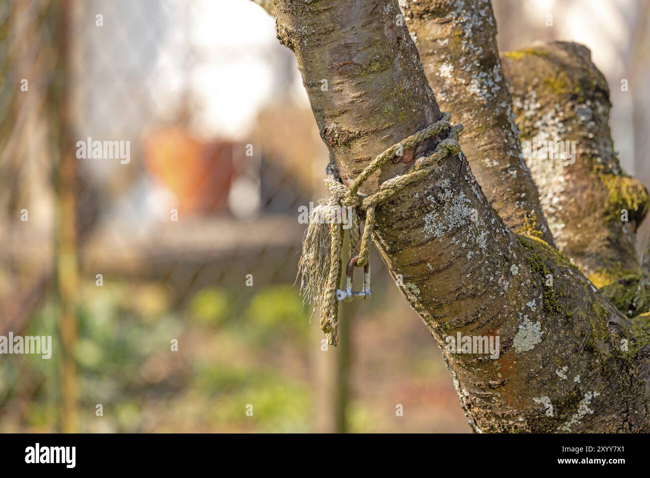 Rope with snap hook is tied around a cherry tree trunk in a garden in ...