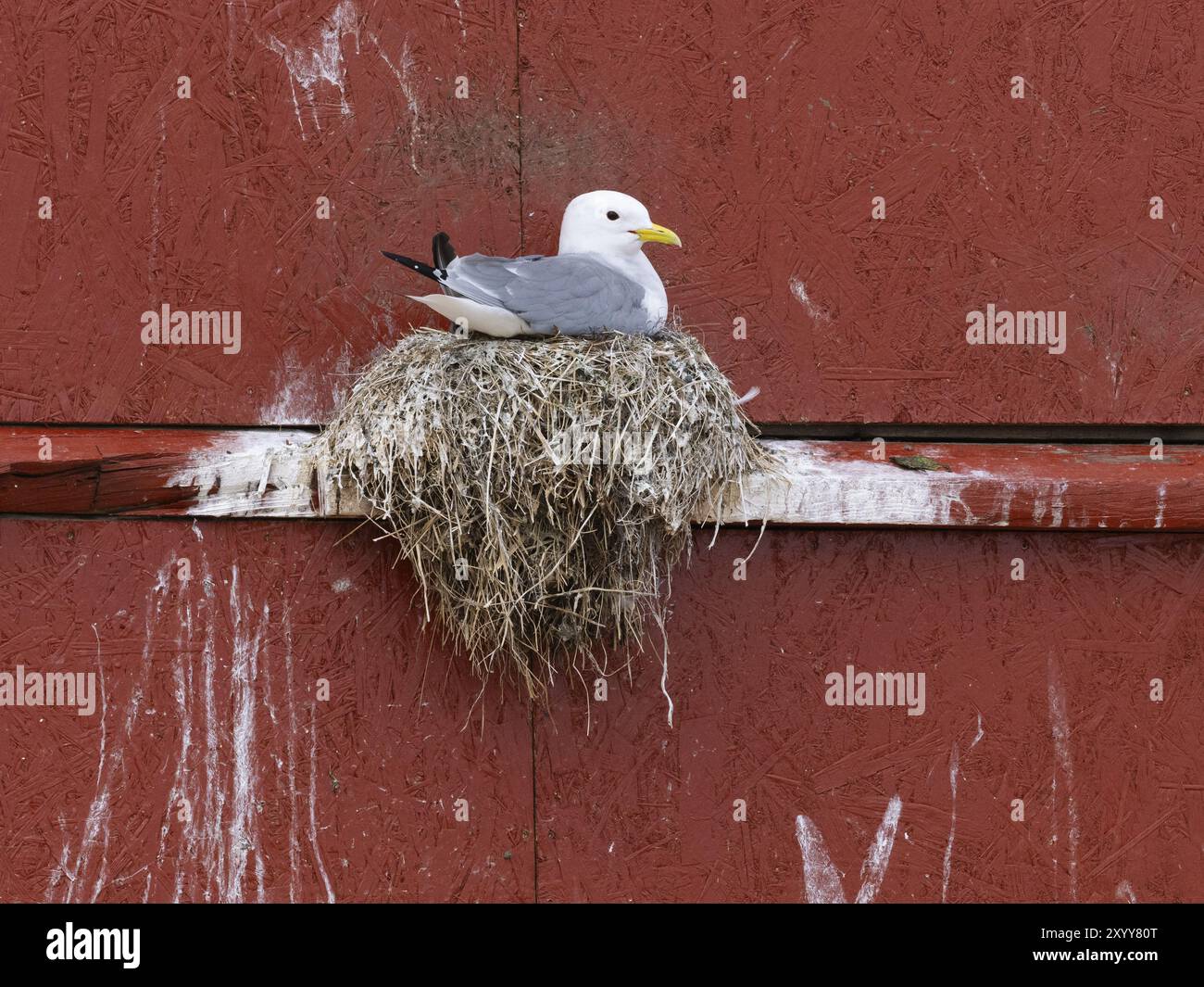 Black-legged kittiwake (Rissa tridactyla), breeding bird on nest, built ...