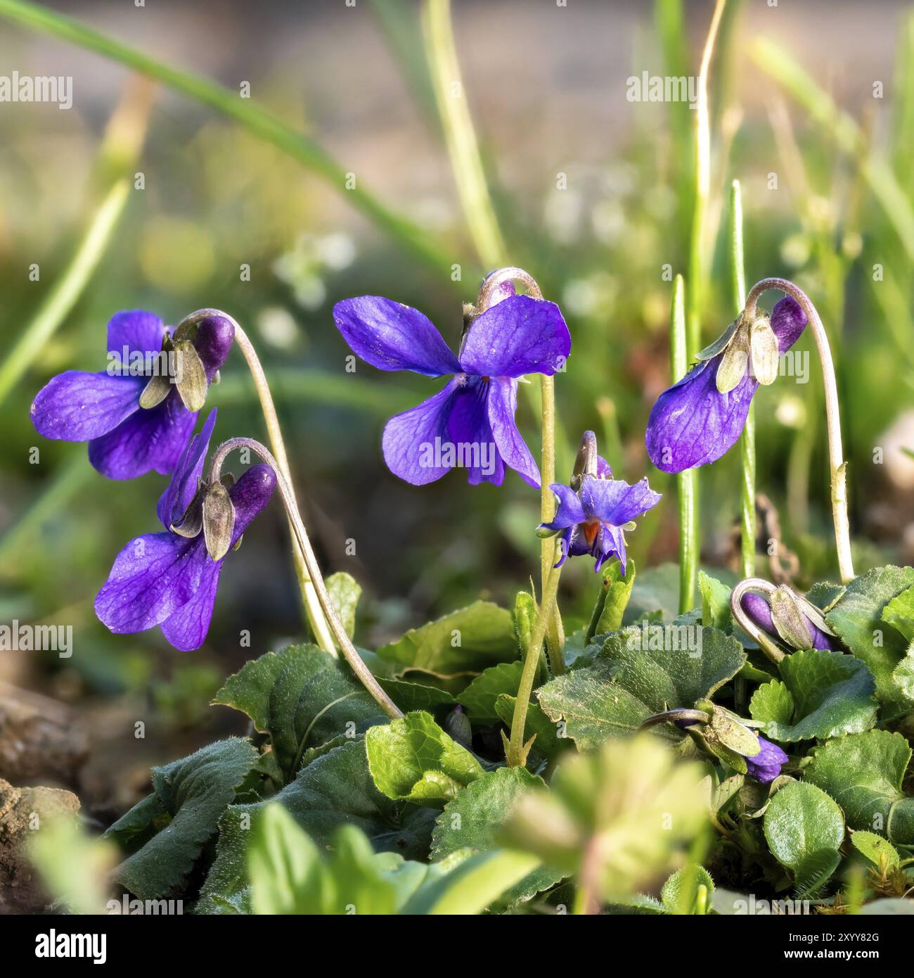 Small aromatic grass grasses hi-res stock photography and images - Alamy