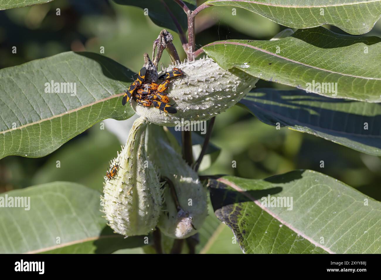 Oncopeltus fasciatus, known as the large milkweed bug, is a medium ...