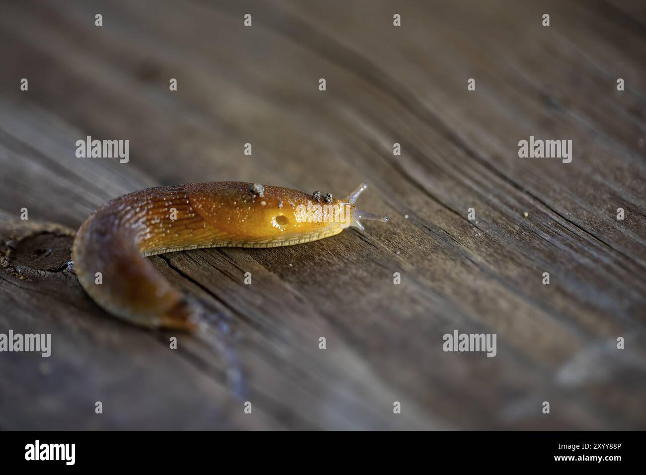 Land slug hi-res stock photography and images - Alamy