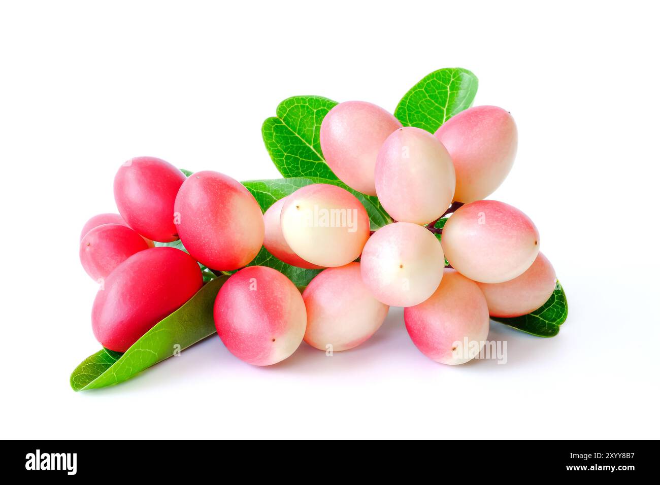 Carissa grandiflora hi-res stock photography and images - Alamy