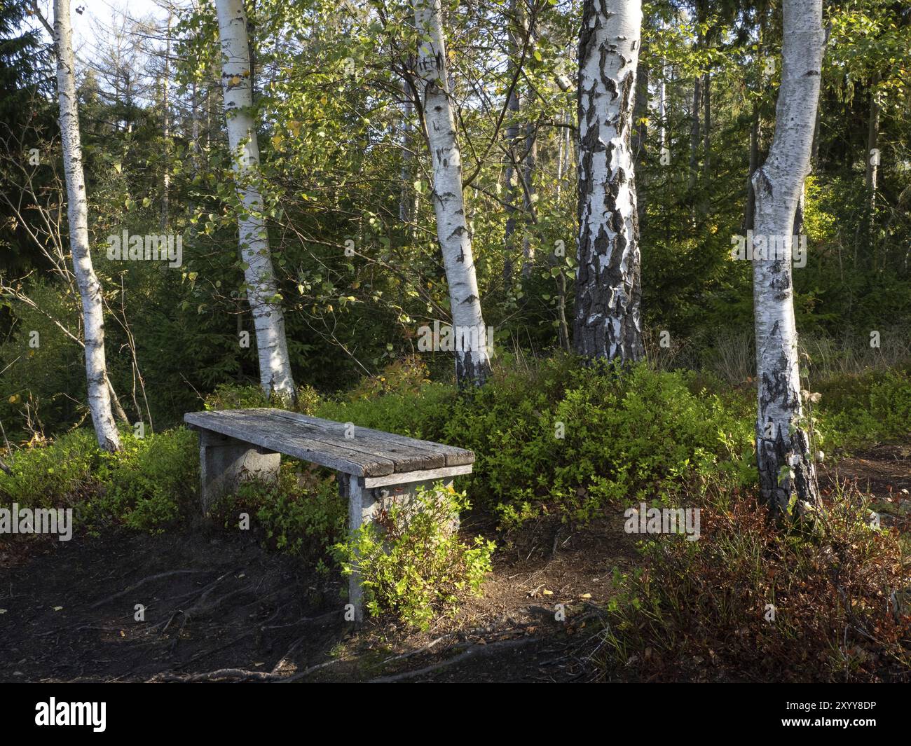 Birch benches hi-res stock photography and images - Alamy