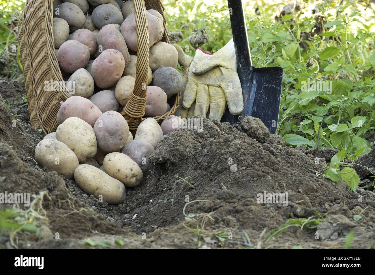 Freshly dug multi-colored potatoes spill out of a wicker basket next to ...