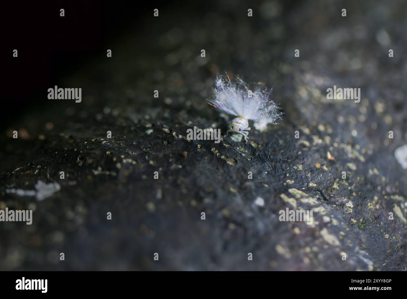 A macro shot of a Ricanoides flabellum nymph, showcasing its unique ...