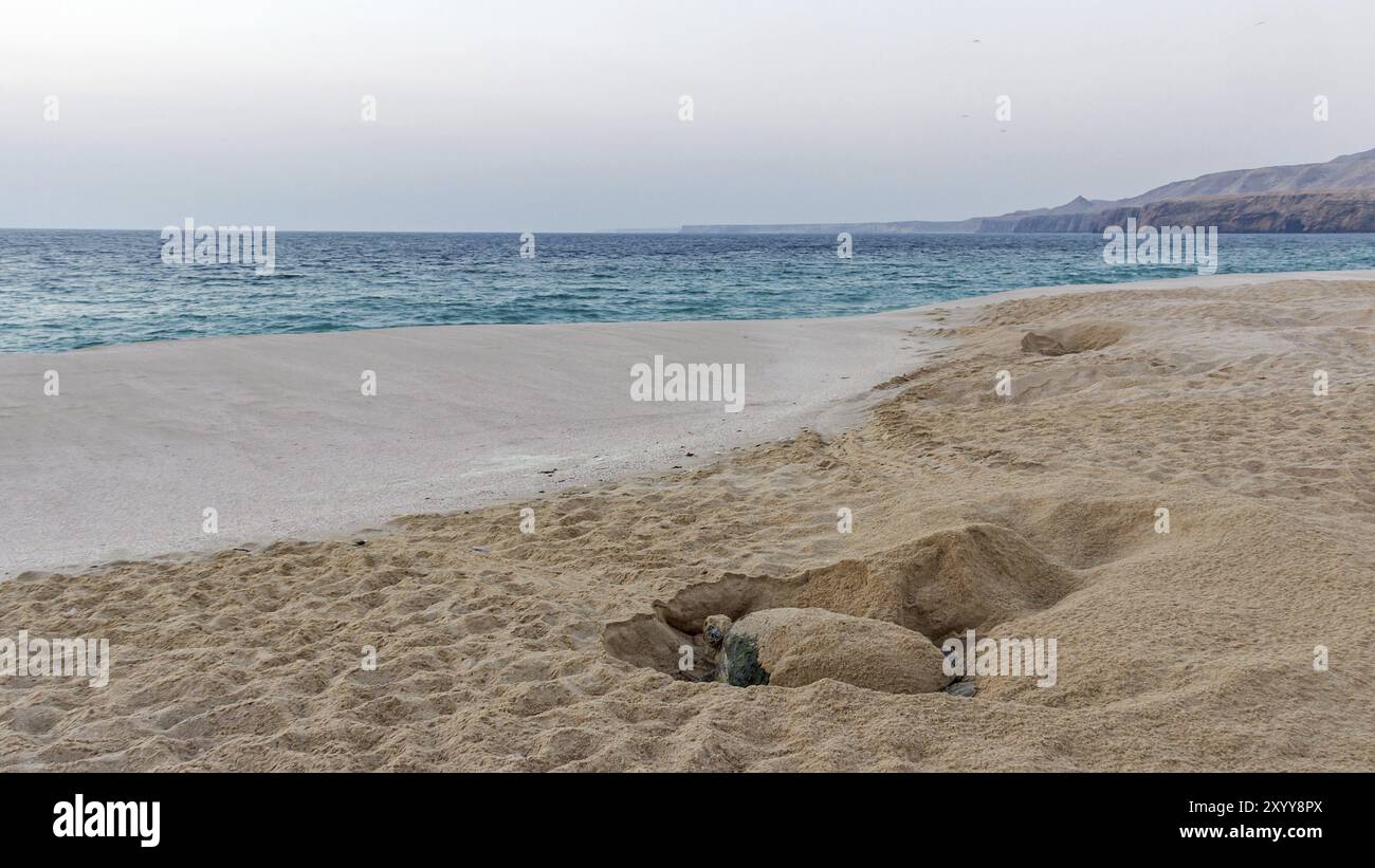 Arab turtles hi-res stock photography and images - Alamy