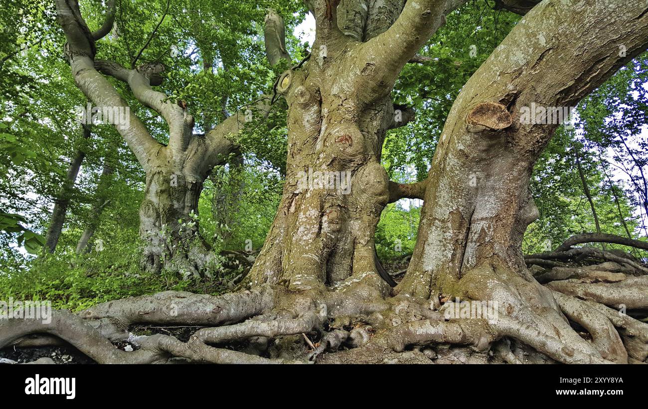 Branched tree root Stock Photo - Alamy