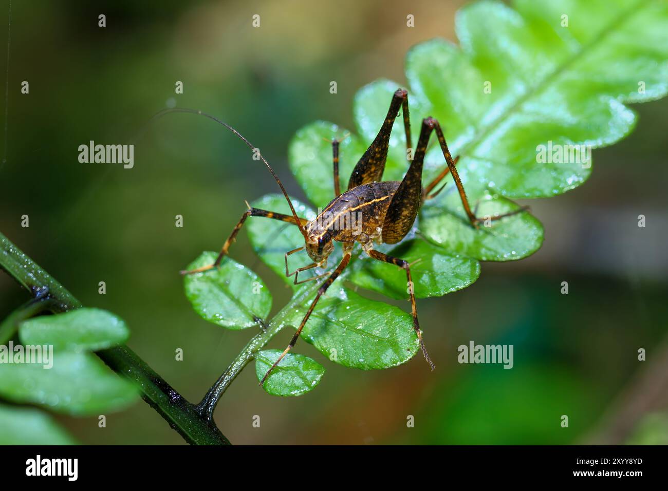 A detailed macro shot of a Taiwanese bush cricket perched on a fern ...