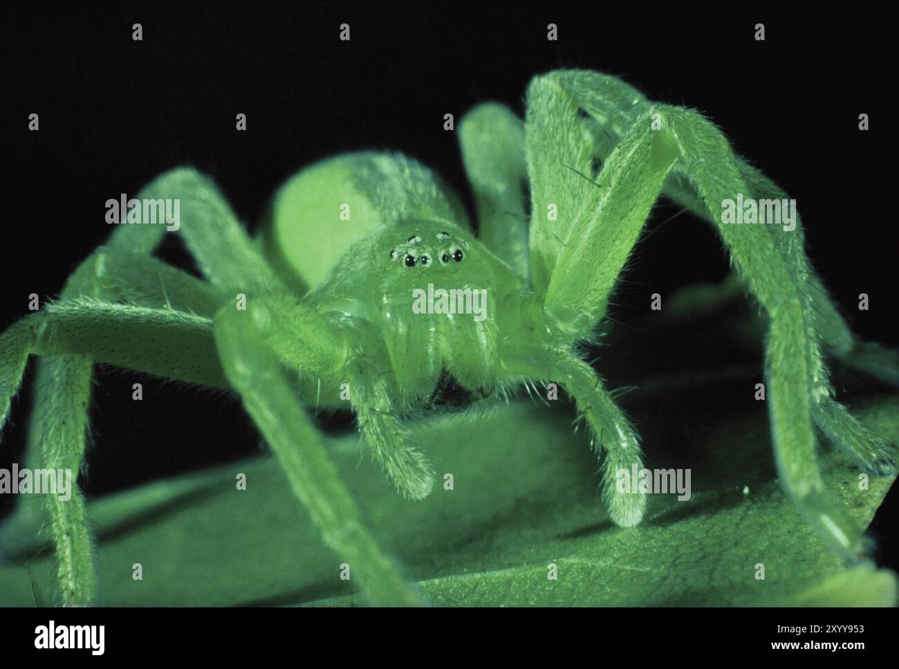 Green huntsman spider Stock Photo - Alamy