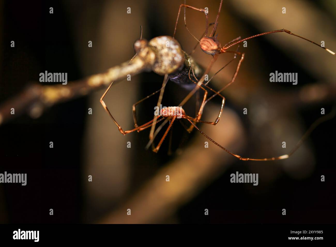 Spindly leg hi-res stock photography and images - Alamy