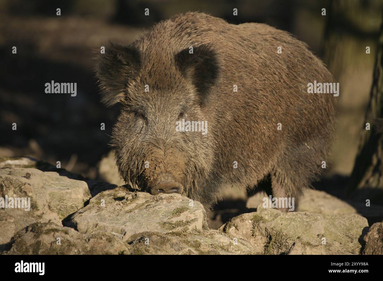 Boar sus scrofa burrow hi-res stock photography and images - Alamy