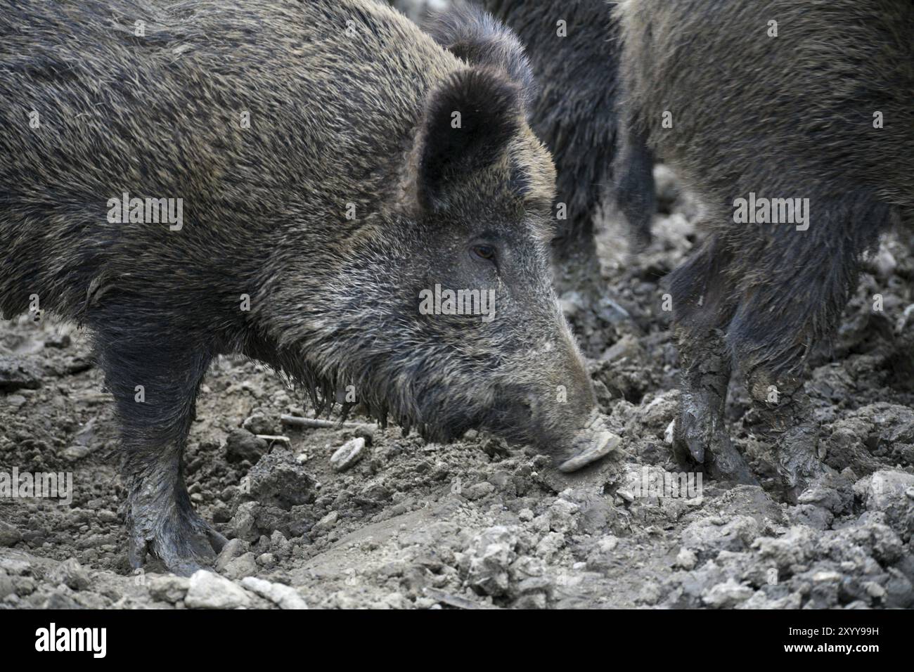 Boar sus scrofa burrow hi-res stock photography and images - Alamy