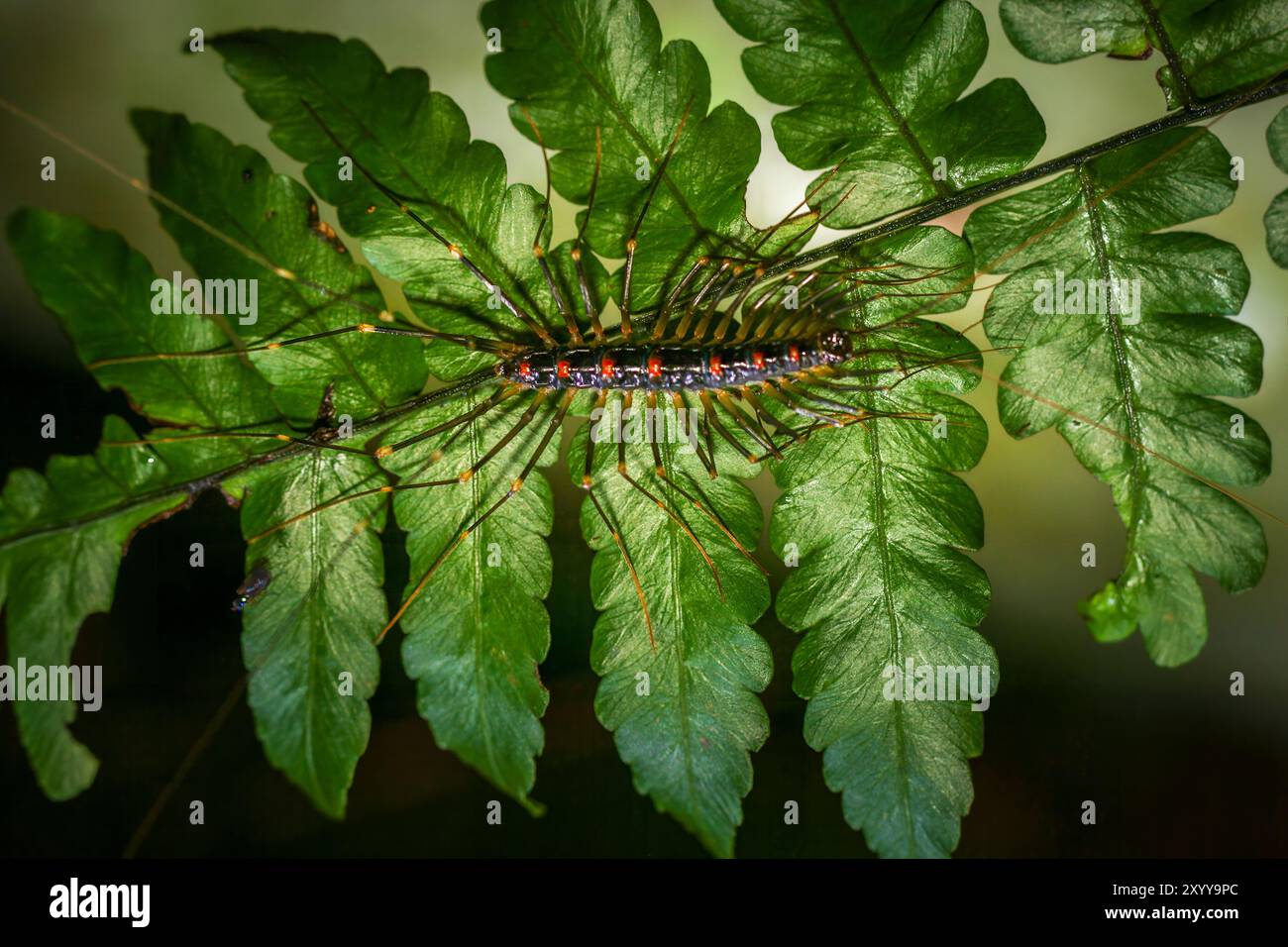 A close-up of a house centipede crawling on a fern leaf. The centipede ...