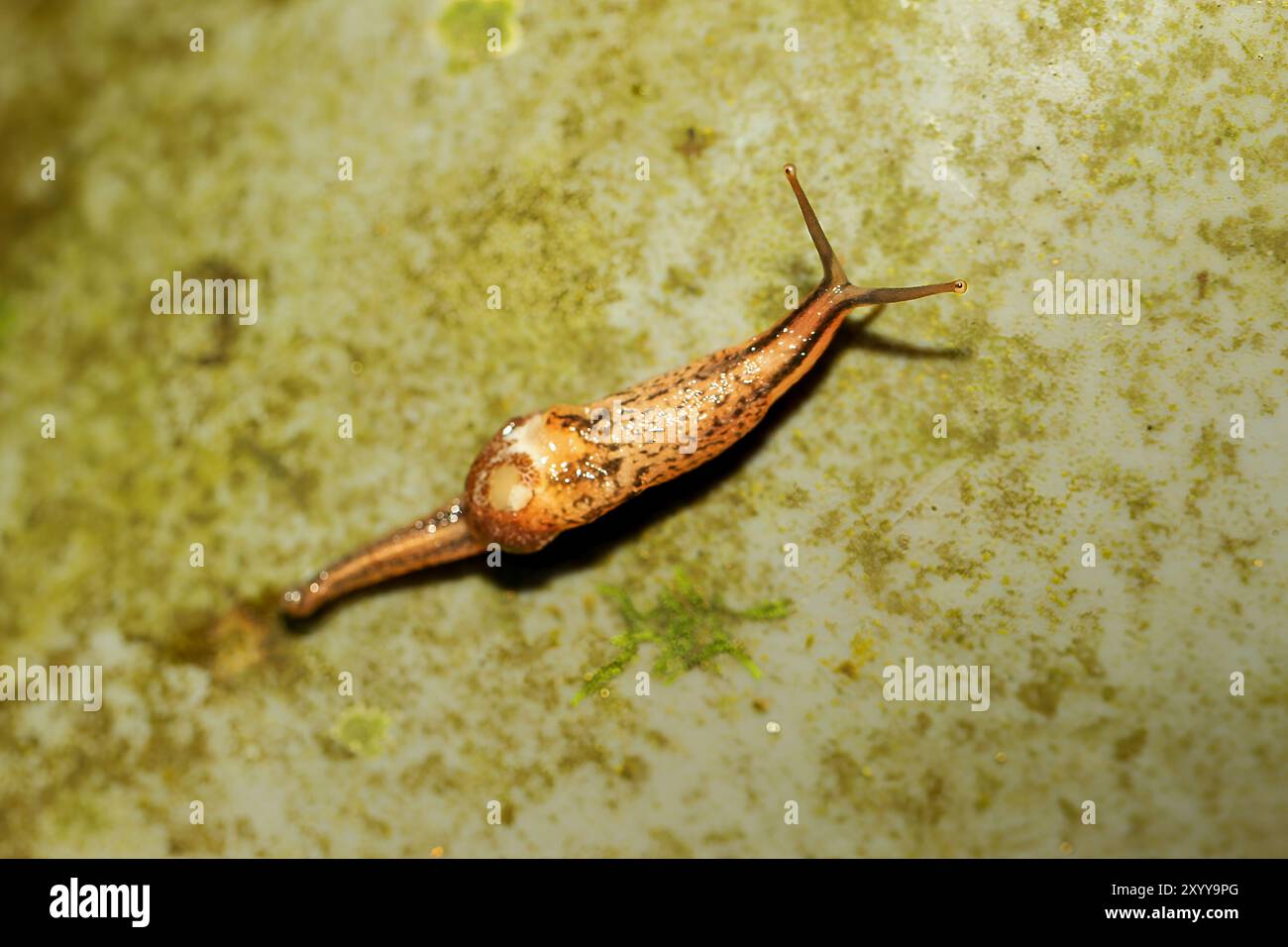 Small snail extended tentacles hi-res stock photography and images - Alamy