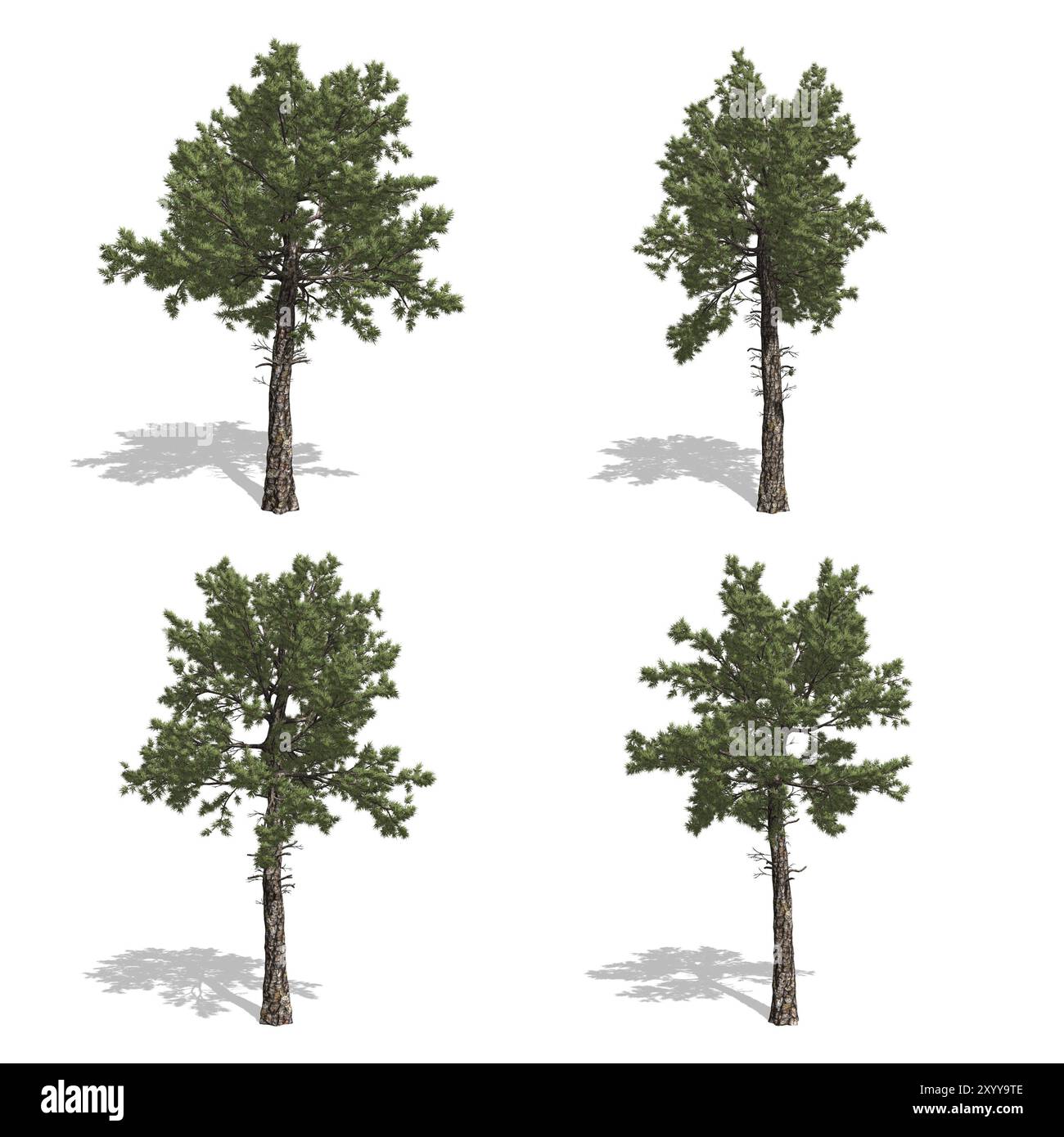 Trees tree conifers Cut Out Stock Images & Pictures - Alamy
