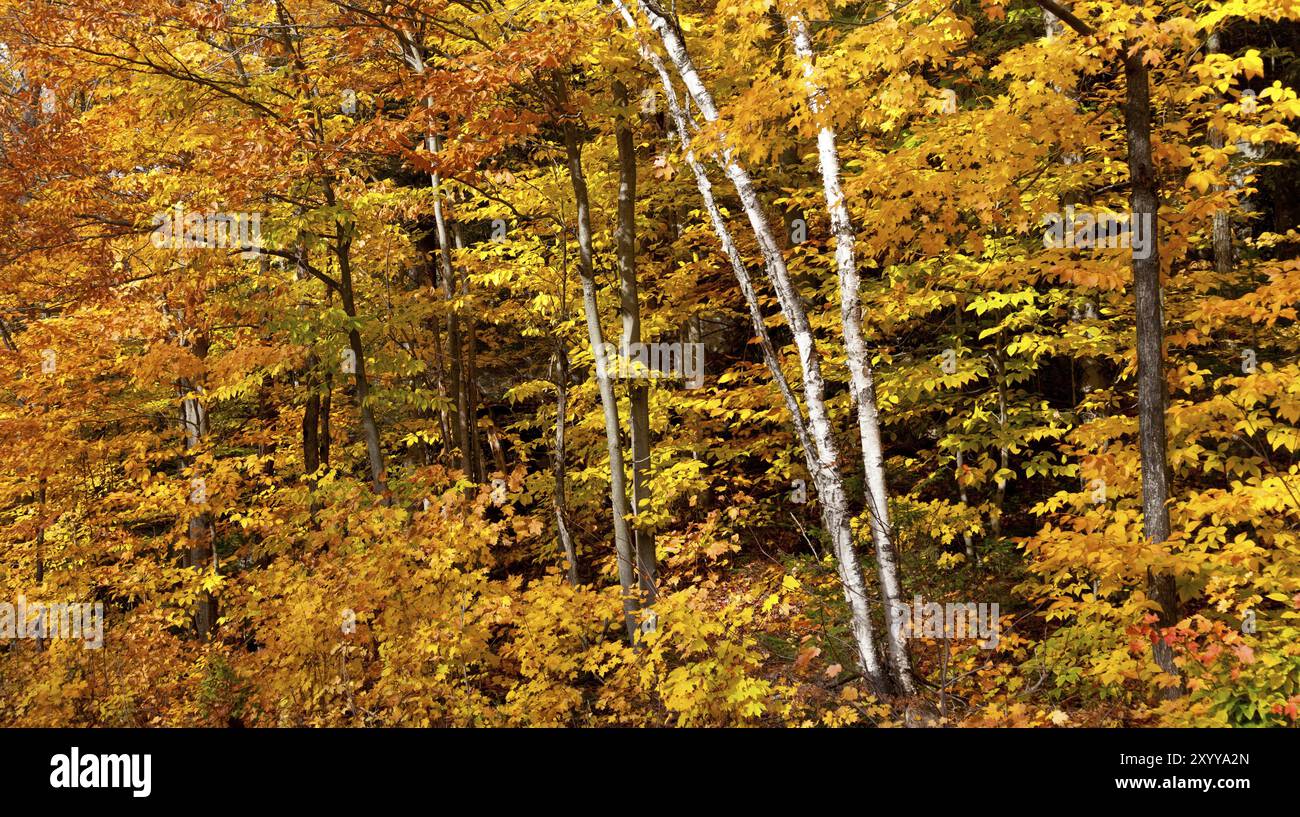 Birch poplar fall colours colors hi-res stock photography and images ...