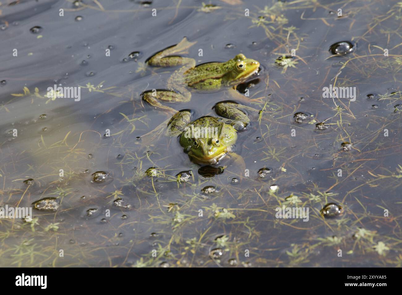 Vegetation and bog ponds hi-res stock photography and images - Alamy