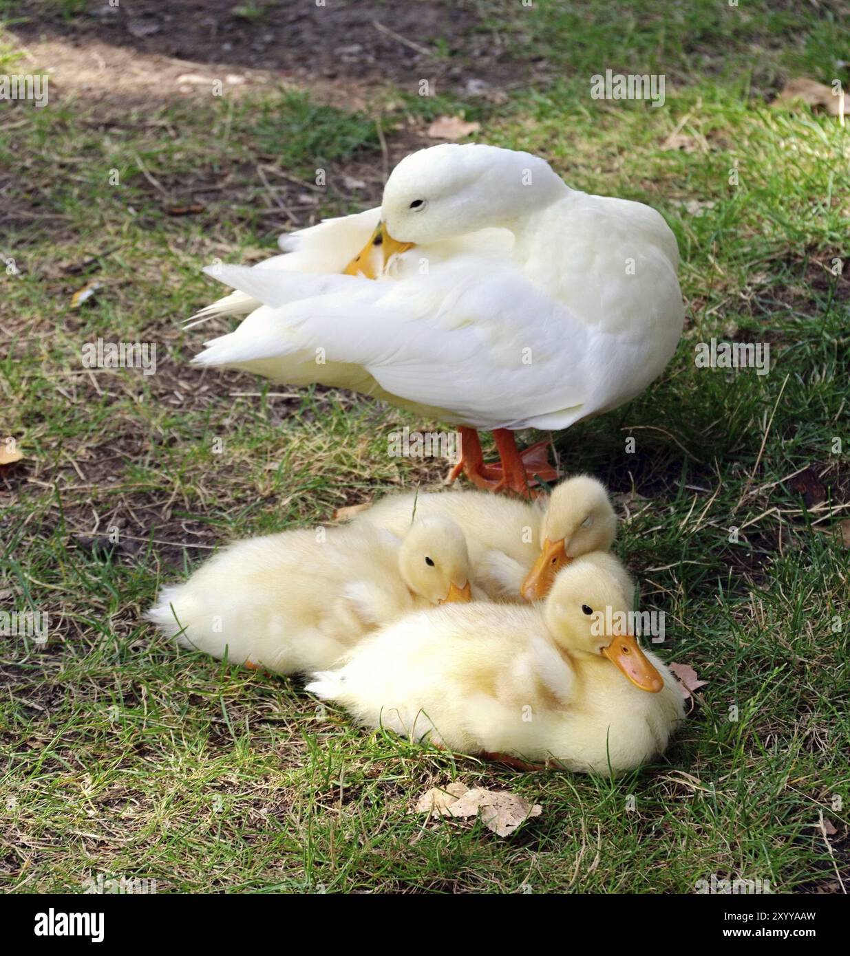 Female duck child ducklings hi-res stock photography and images - Alamy