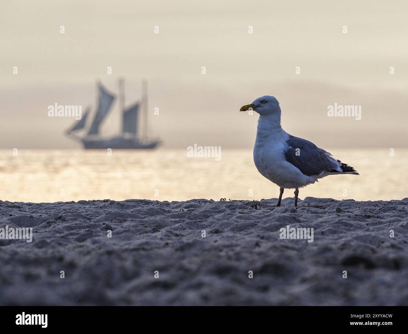 Bird ships sailing boat hi-res stock photography and images - Alamy