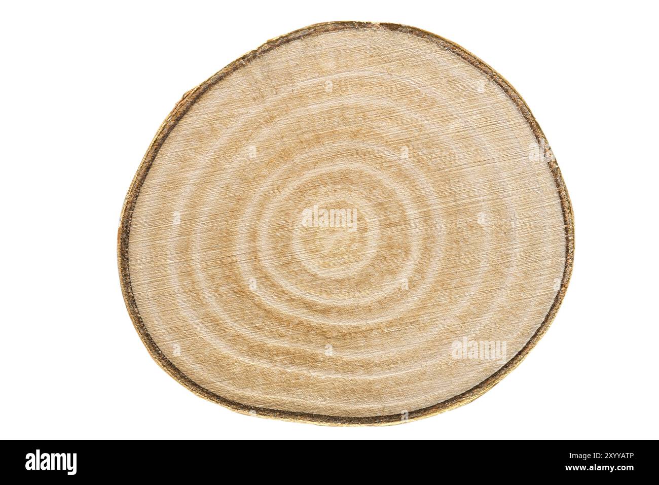 Birch wood, cross-section on white background Stock Photo - Alamy