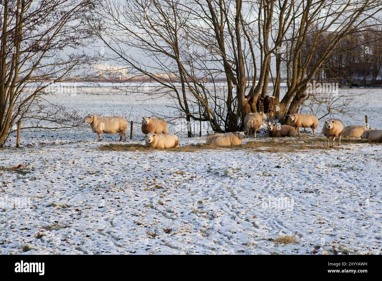 Local sheep breeds hi-res stock photography and images - Alamy