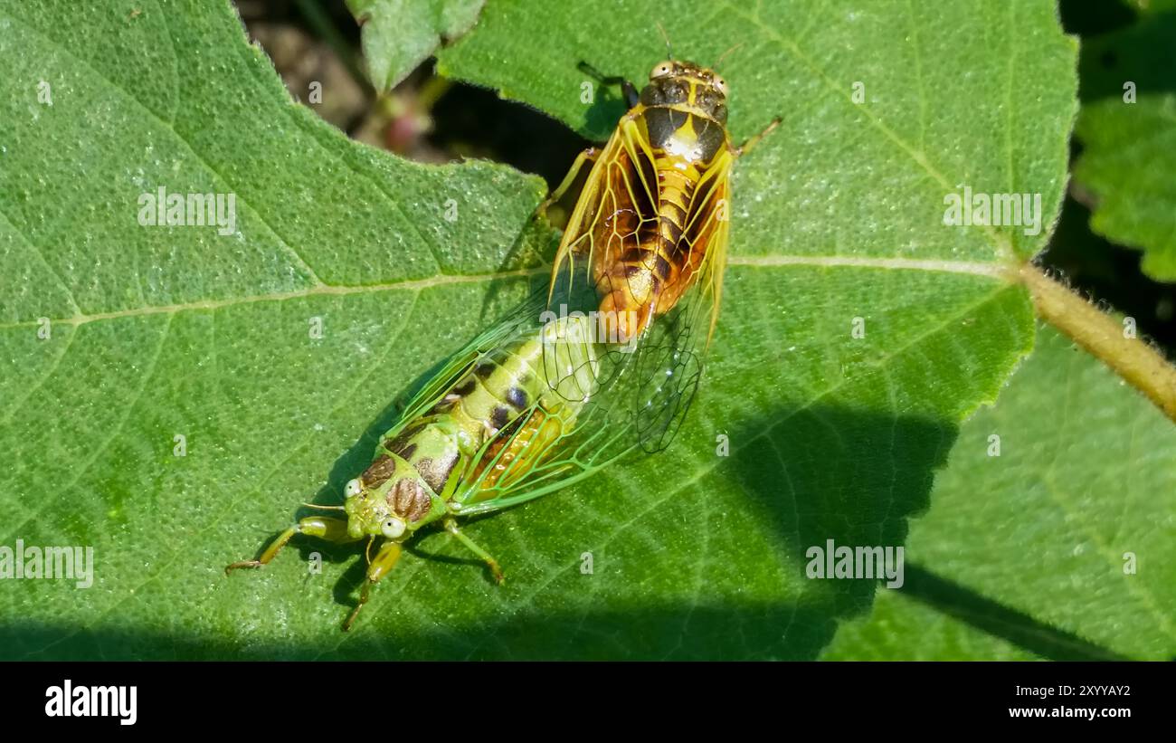 Two cicadas, Mogannia hebes, mating on a green leaf. The male is green ...