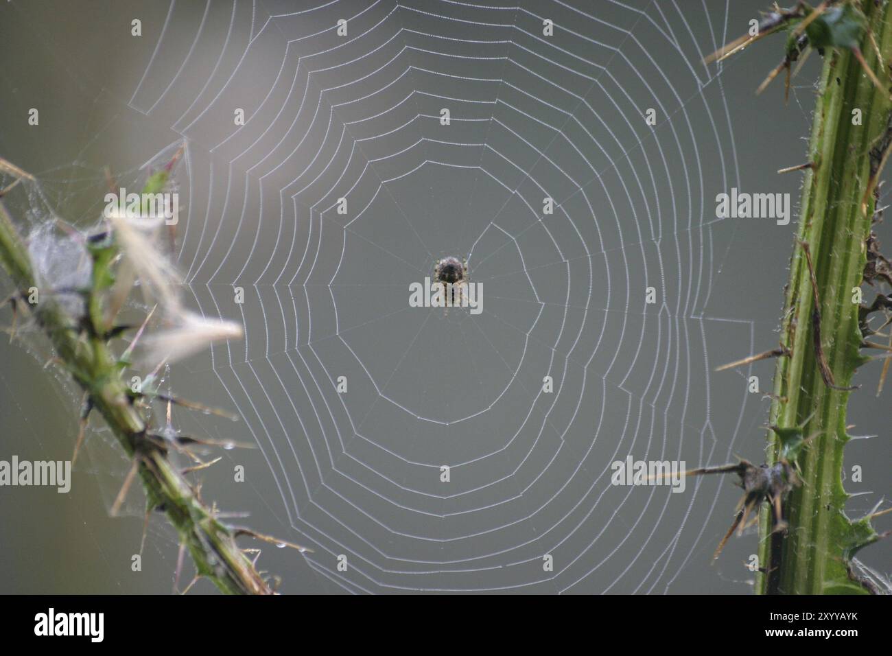 Spider in the web Stock Photo - Alamy