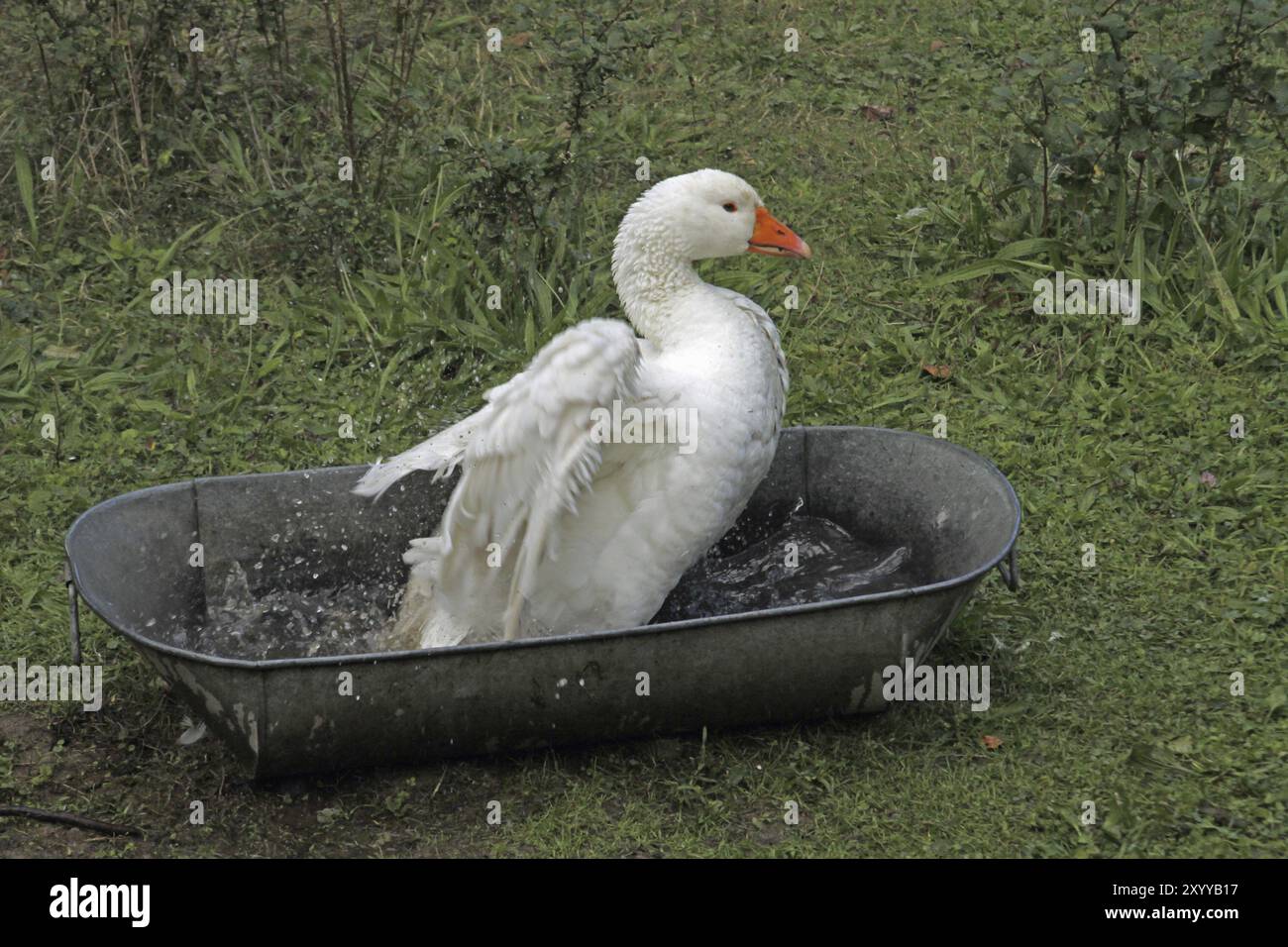Lippe goose bathing in a tub Stock Photo - Alamy