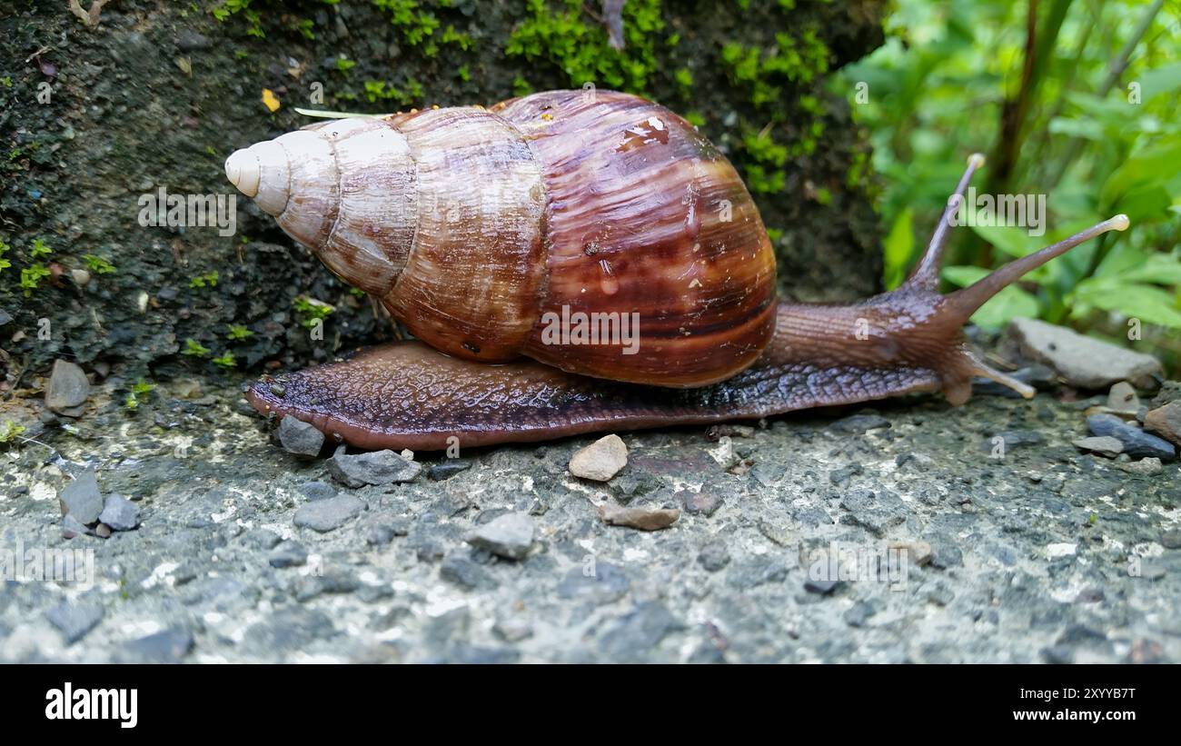 A large African giant snail (Achatina fulica) is slowly moving across a ...