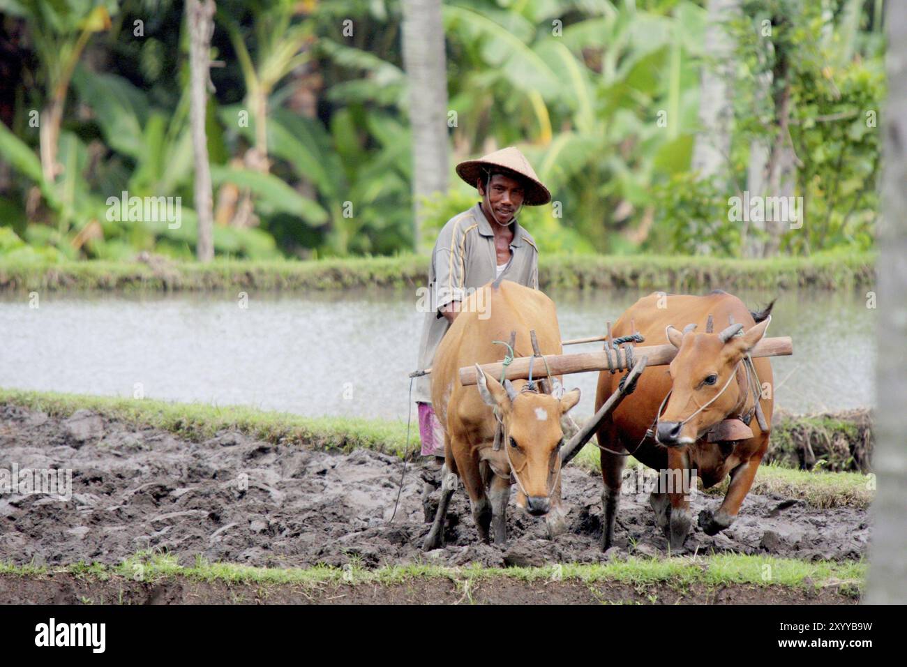 Farmers sow rice hi-res stock photography and images - Alamy