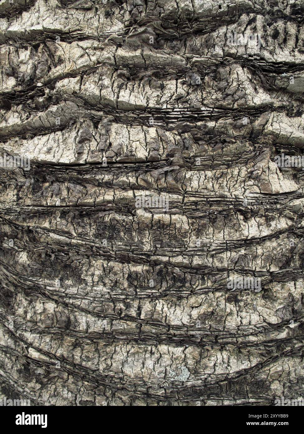 Palm tree trunk close up background Stock Photo - Alamy