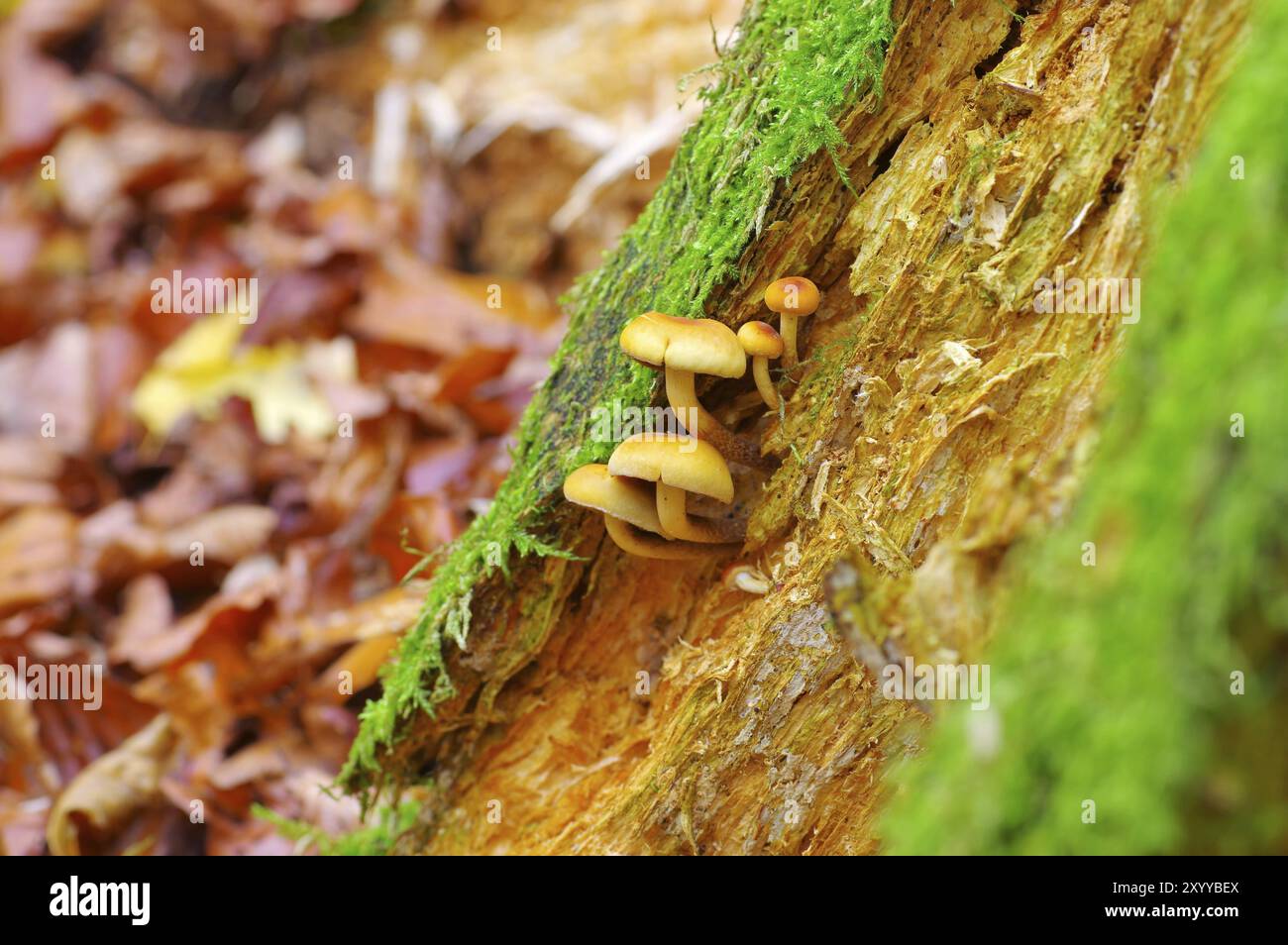 Galerina mutabil hi-res stock photography and images - Alamy