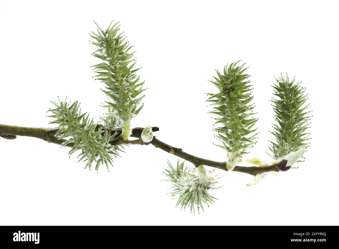 Salix aurita, eared willow Stock Photo - Alamy