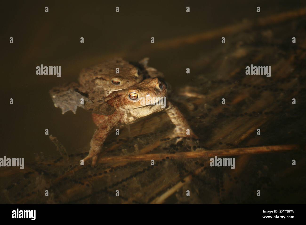 Pair of common toads in the spawning waters Stock Photo - Alamy